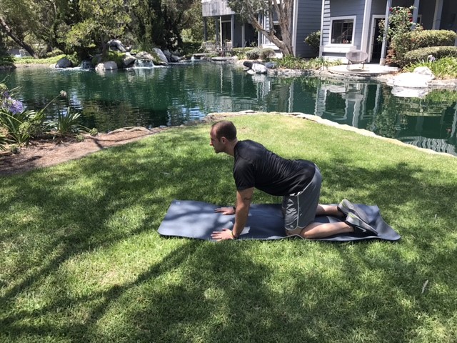Cat Cow Pose • Alchemy Sd